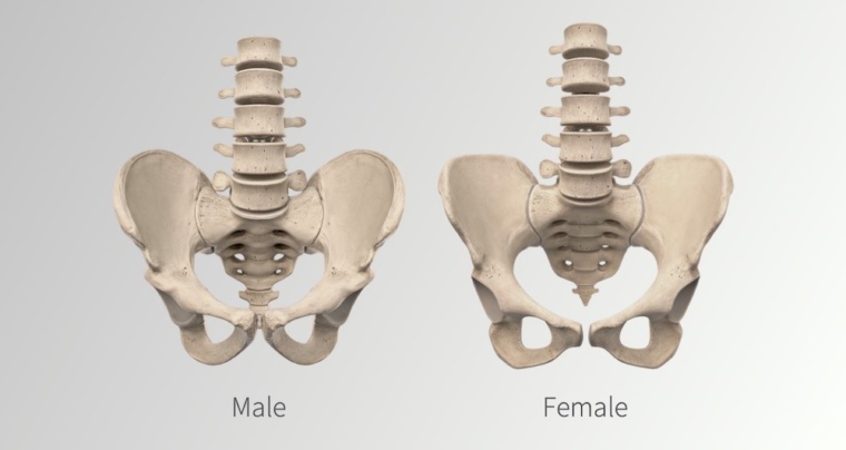 Elsevier Releases the Most Advanced Full 3D Model of Female Anatomy to ...
