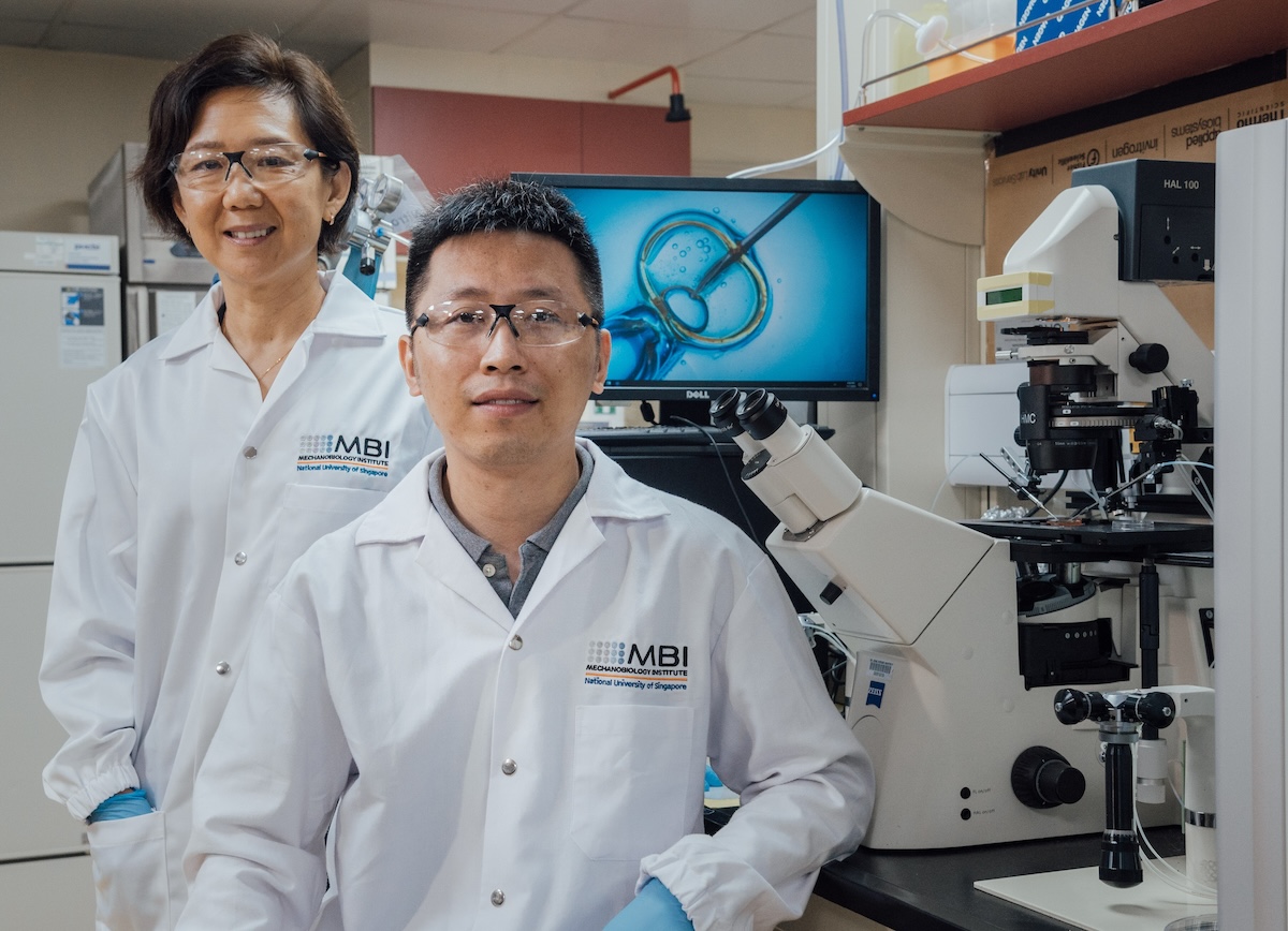 NUS Scientists Discover Innovative Method to Boost Fertility by ...