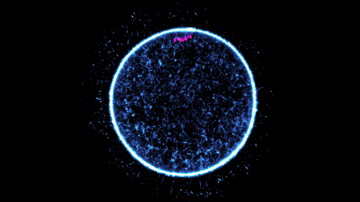 Ovo Labs Reports Preclinical Data Showing Egg Rejuvenation in Human ...